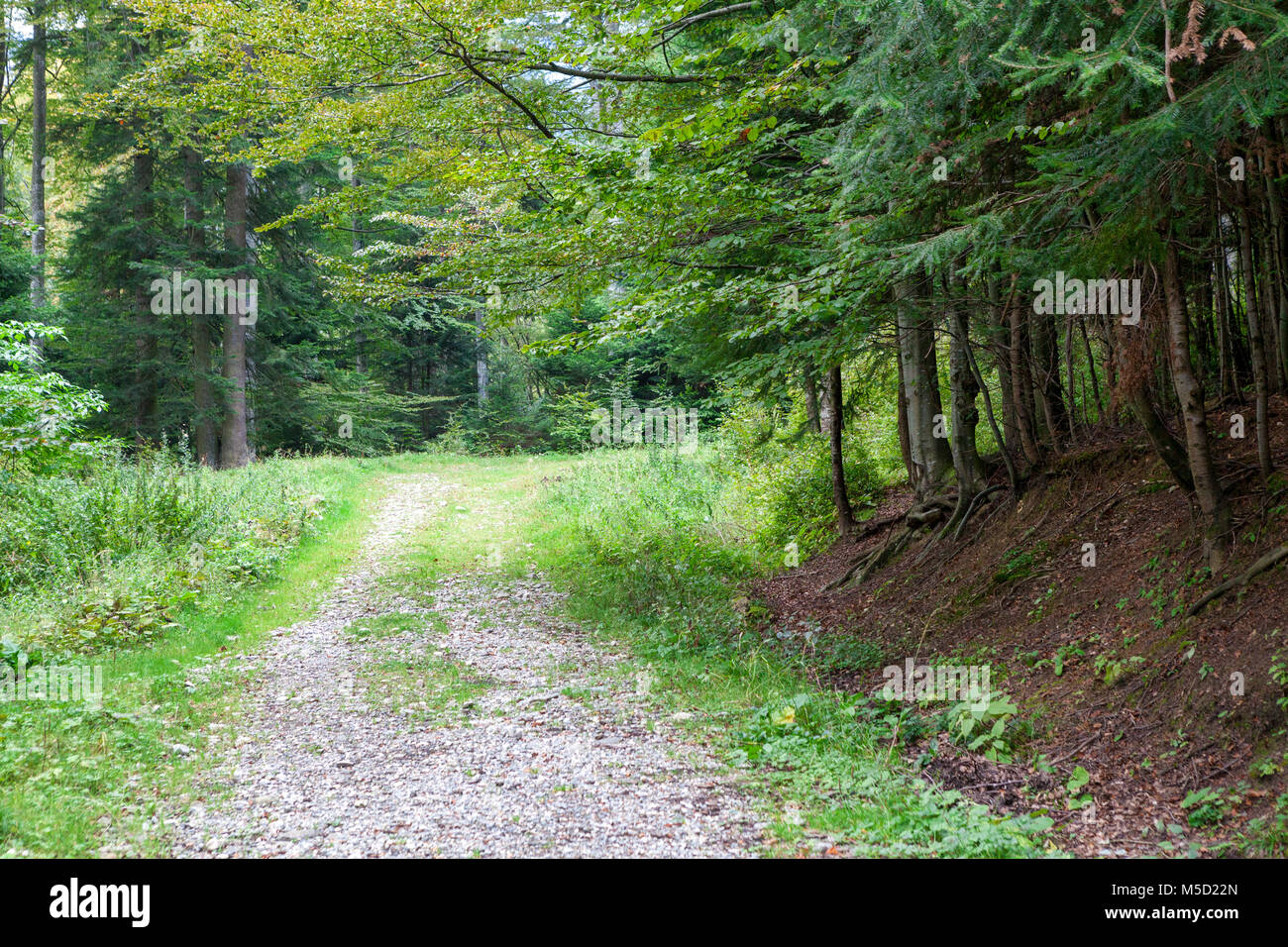 Pathway forest hi-res stock photography and images - Alamy