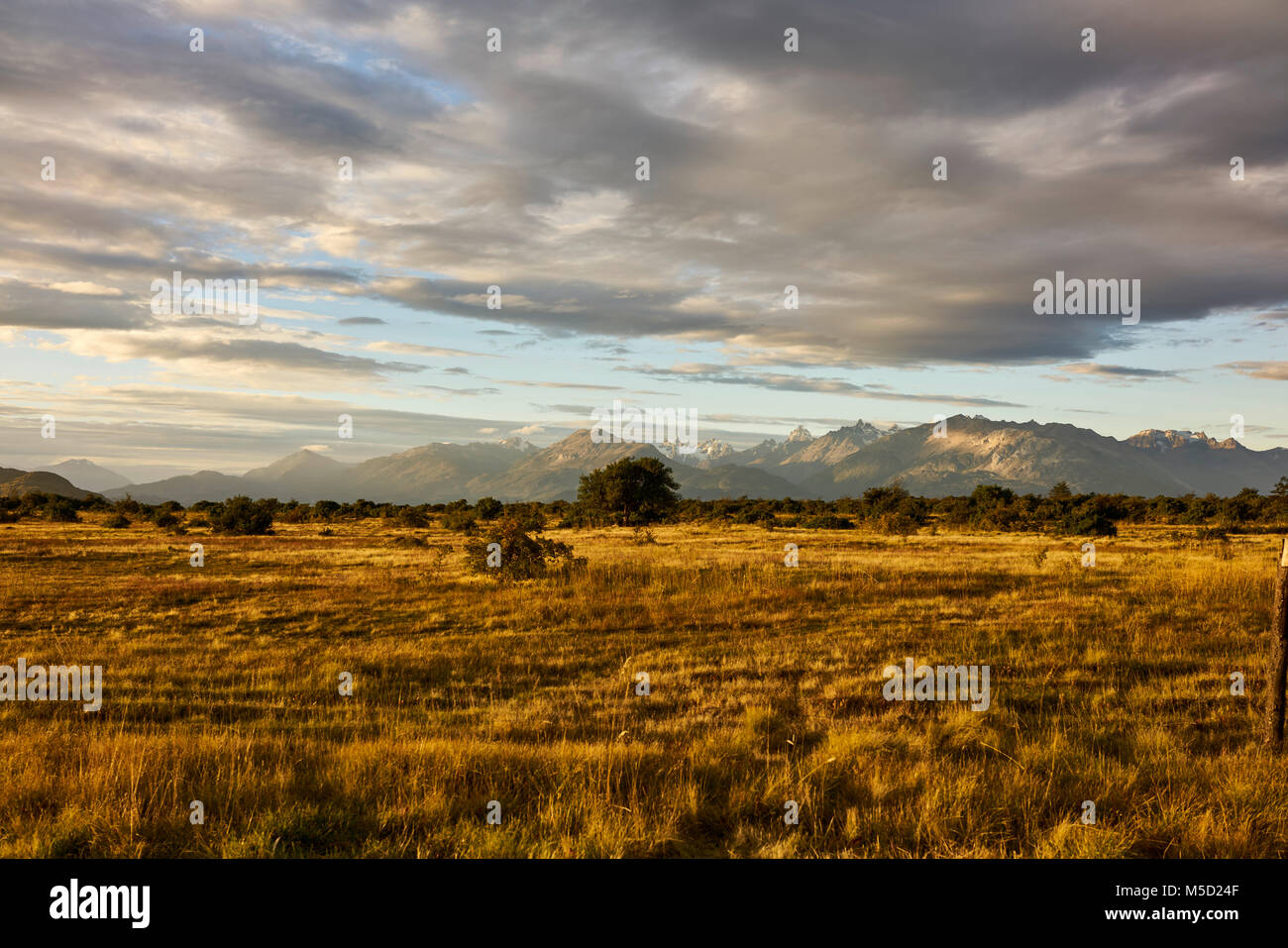 Golden grass in a field with the Andes Mountain Range in the distance ...