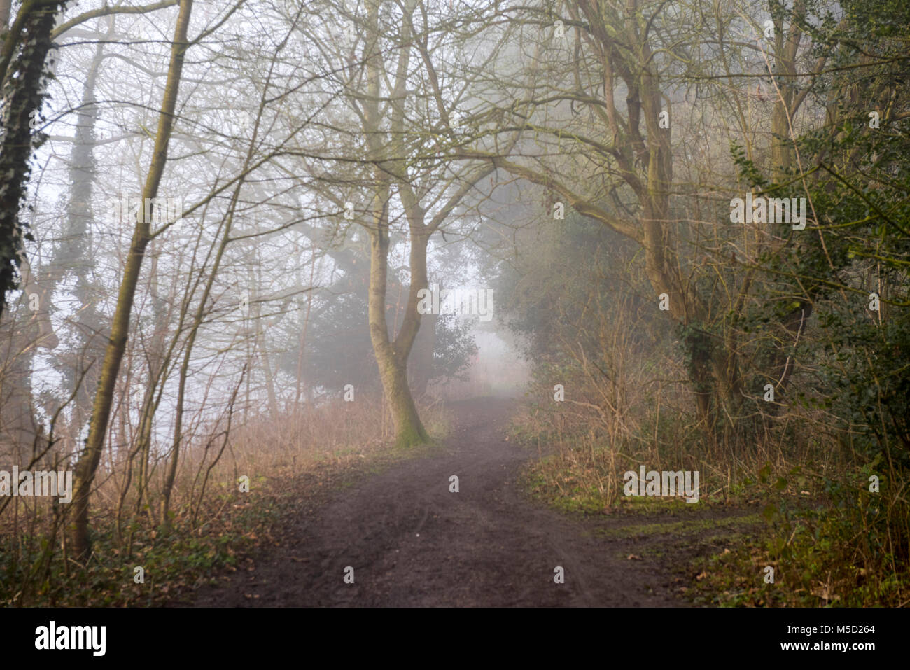 Winter Morning at Colwick Country Park in Nottingham, Nottinghamshire ...