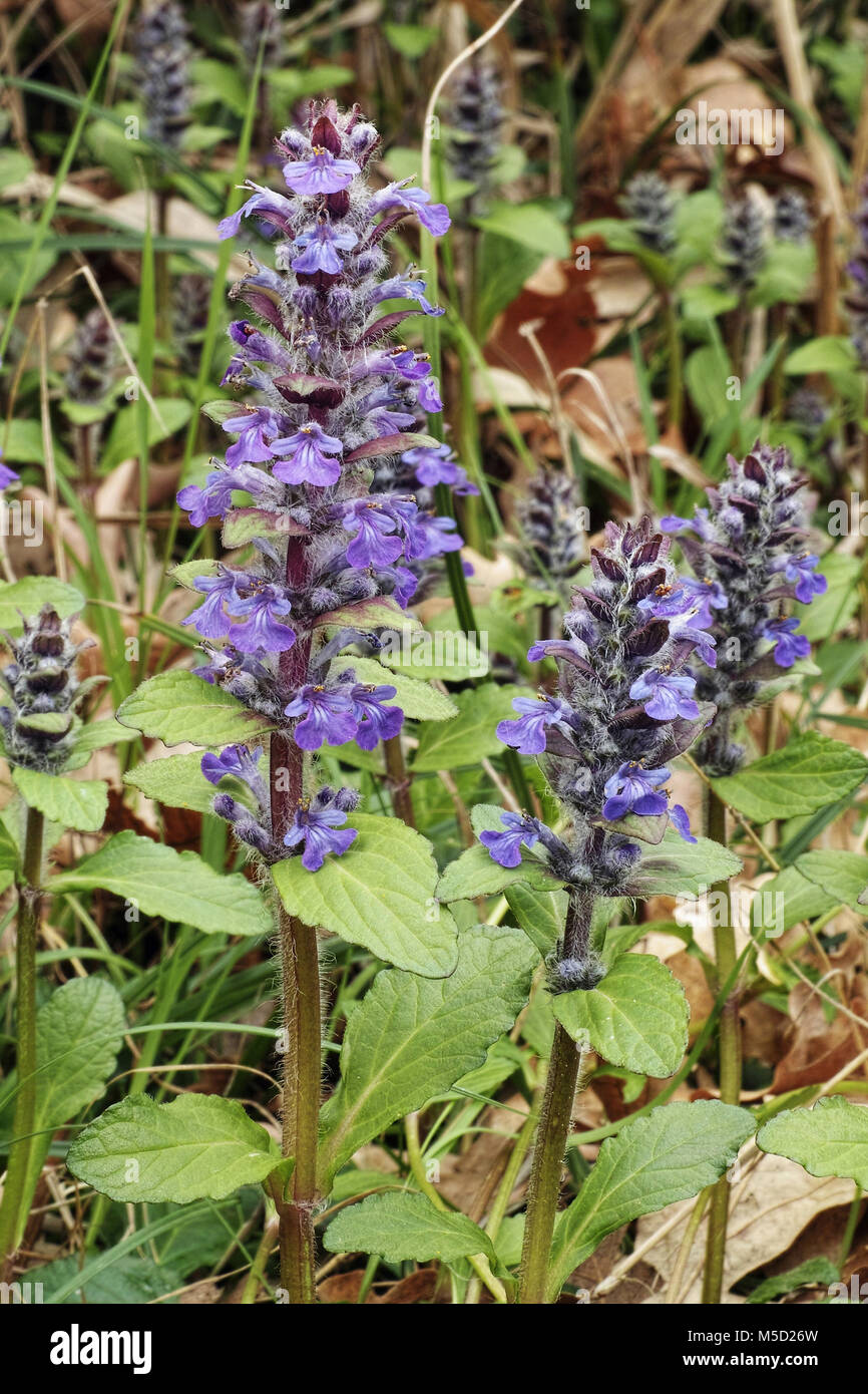 flowering plants of blue bugle Stock Photo - Alamy