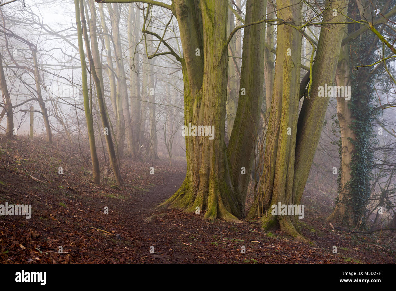 Winter Morning at Colwick Country Park in Nottingham, Nottinghamshire ...
