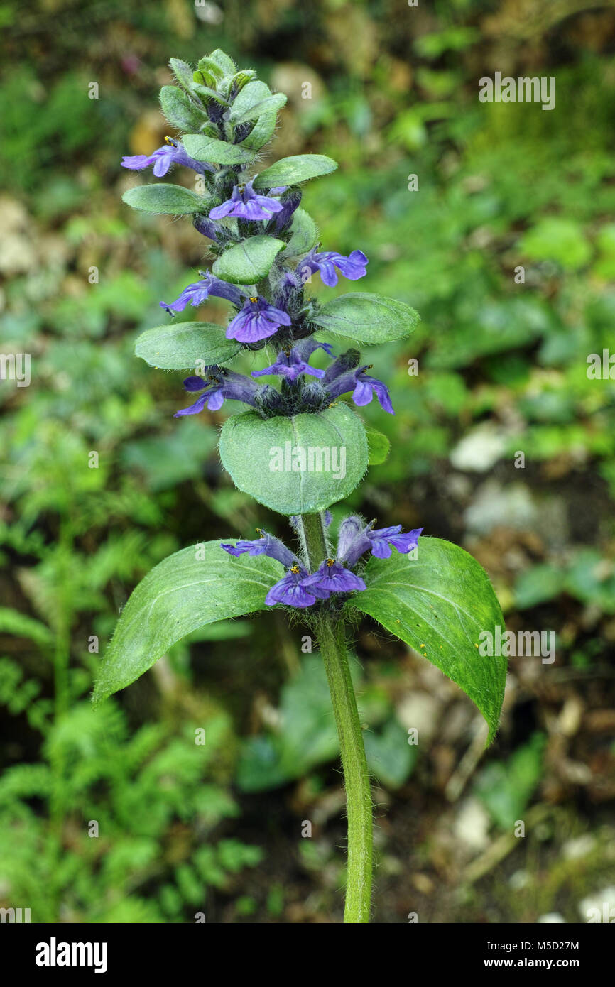 a flowering plant of blue bugle Stock Photo - Alamy