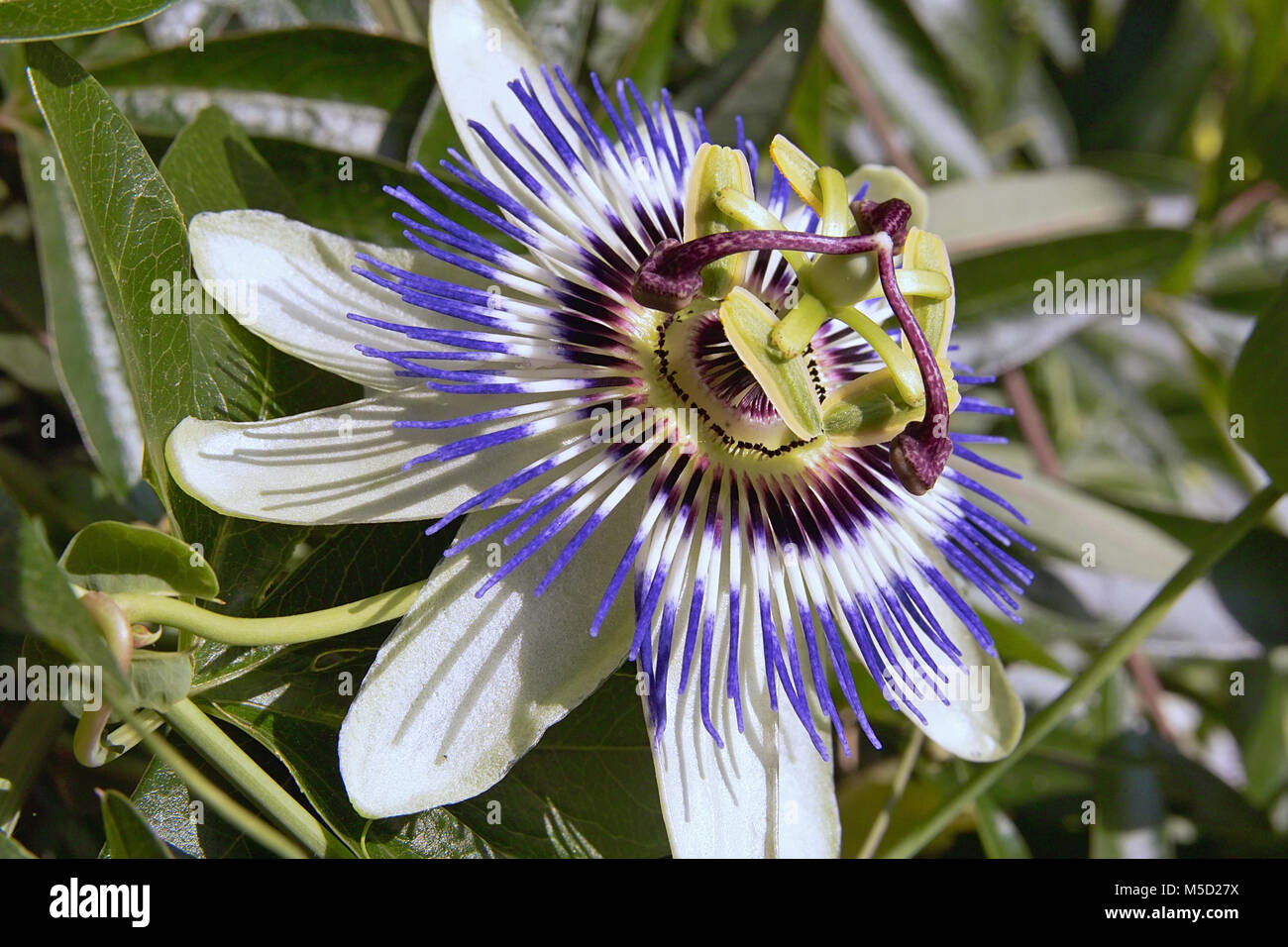 close-up of blue passion flower, passiflora caerulea Stock Photo - Alamy