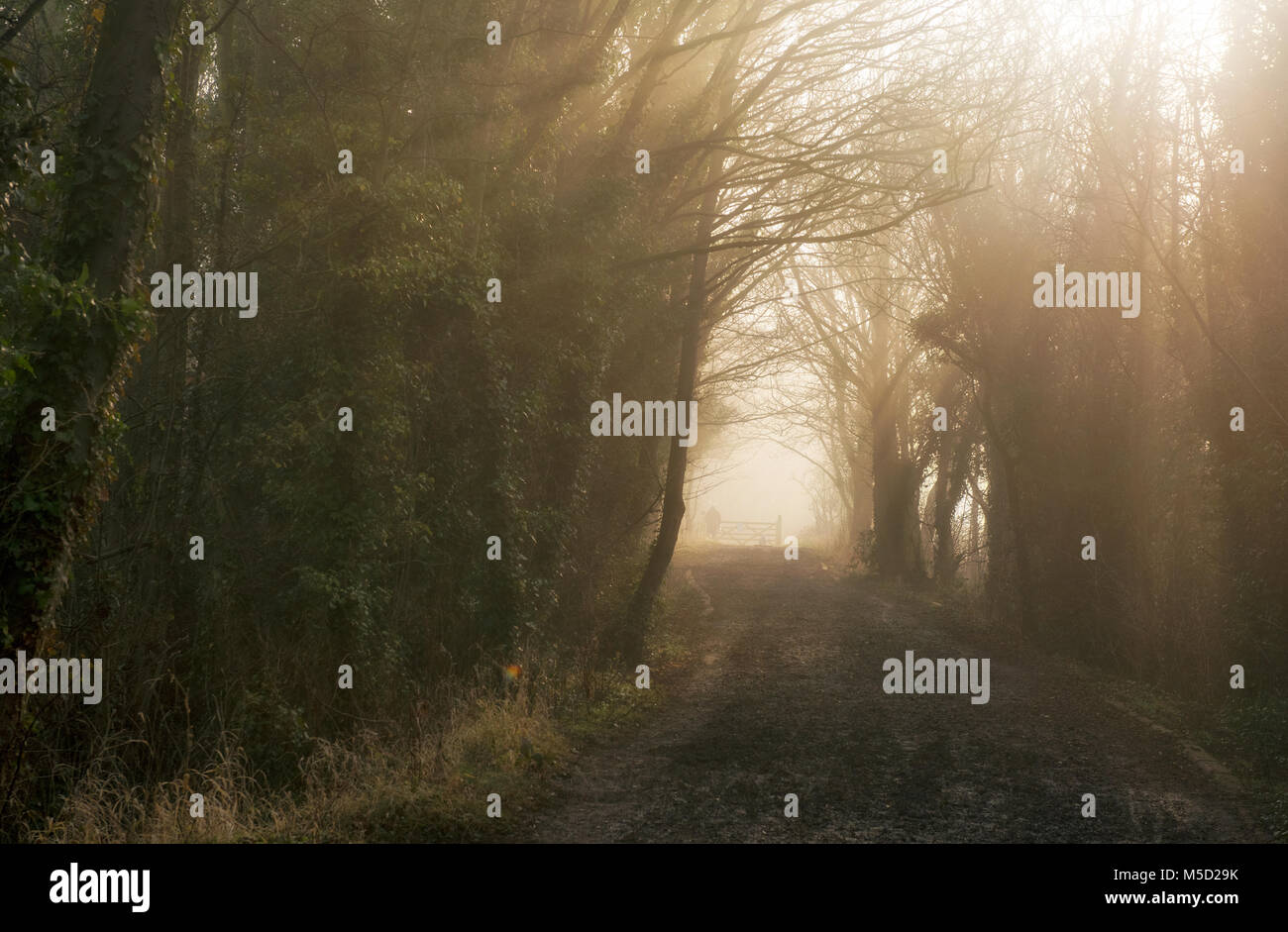 Winter Morning at Colwick Country Park in Nottingham, Nottinghamshire ...