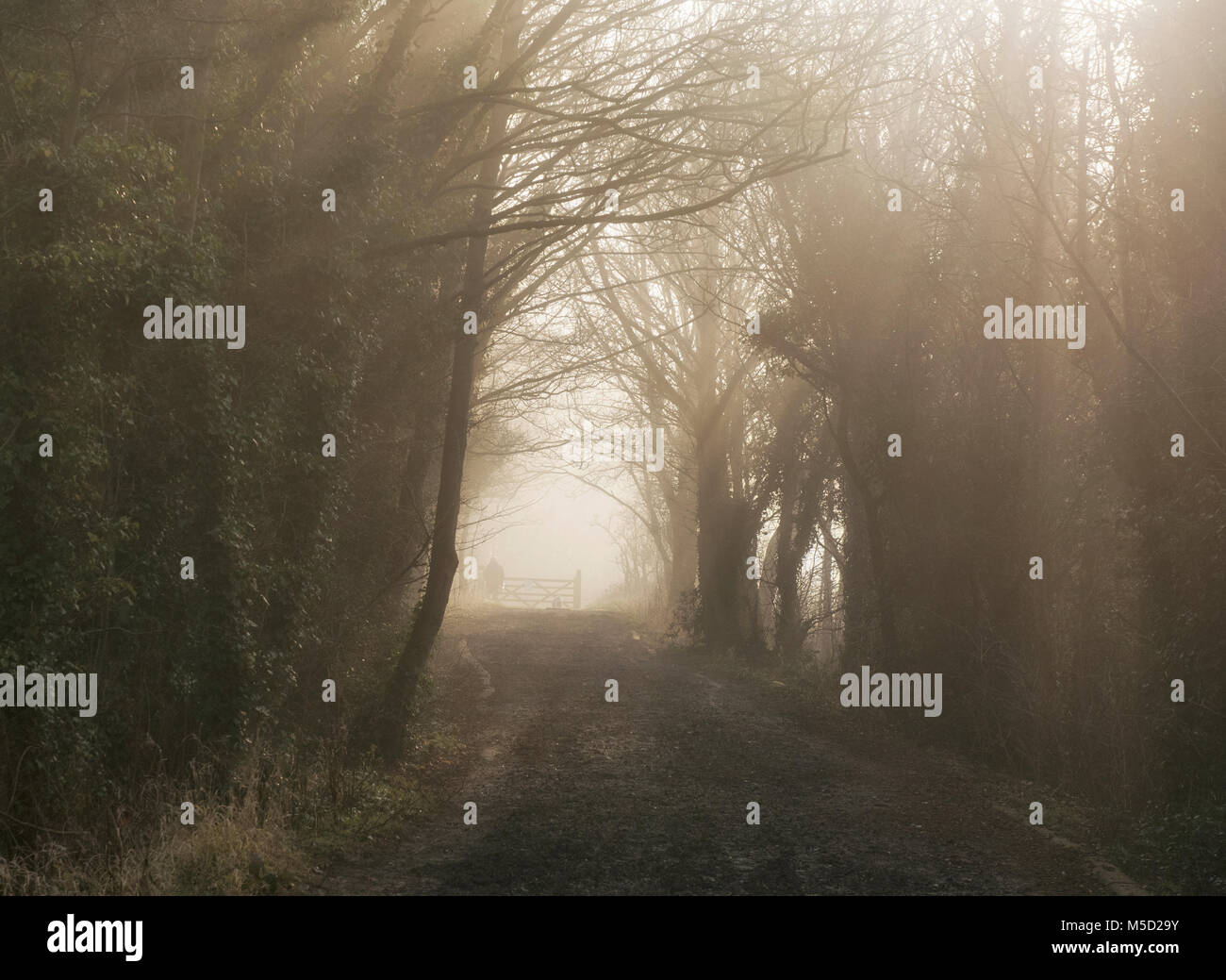 Winter Morning at Colwick Country Park in Nottingham, Nottinghamshire ...