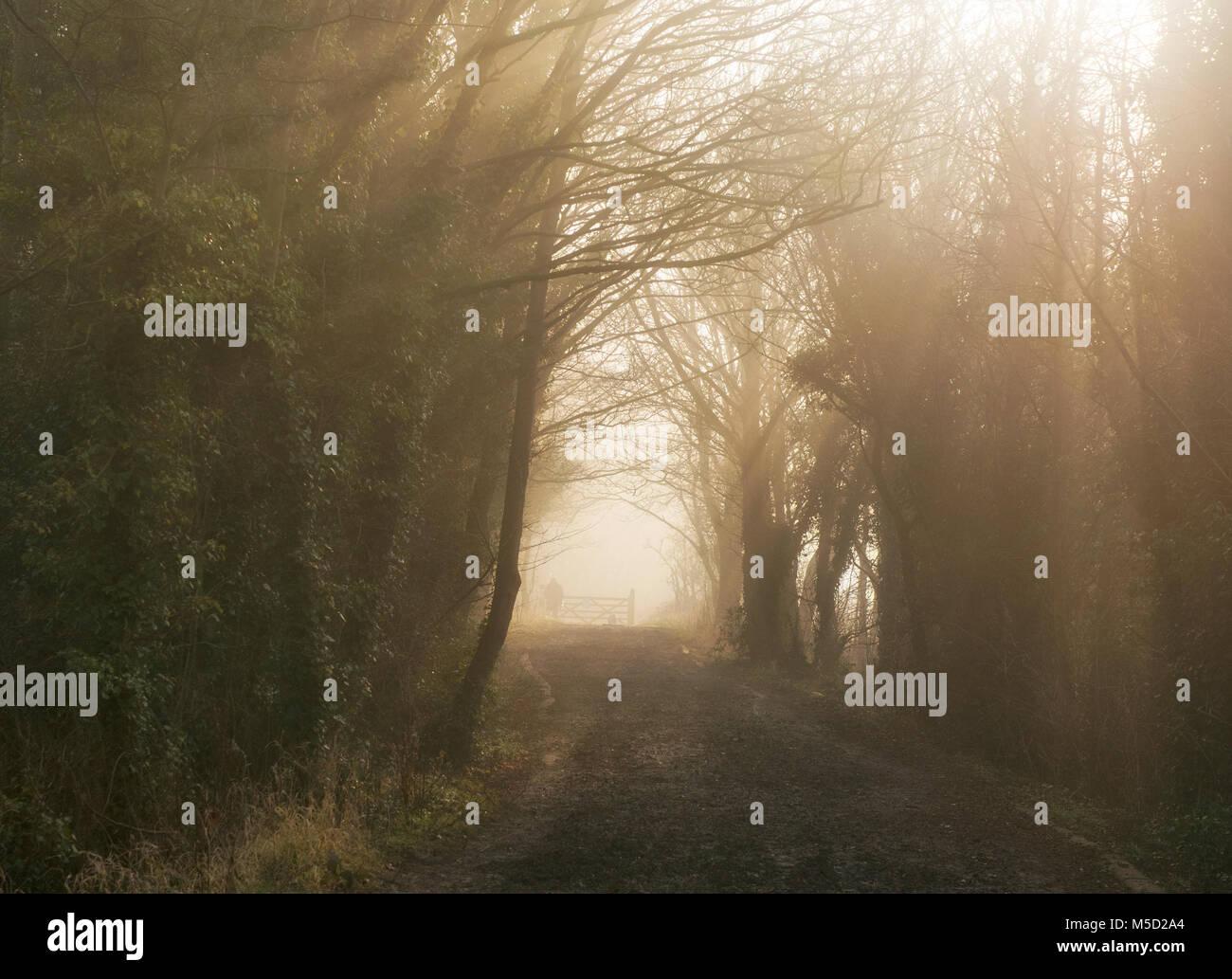 Winter Morning at Colwick Country Park in Nottingham, Nottinghamshire ...