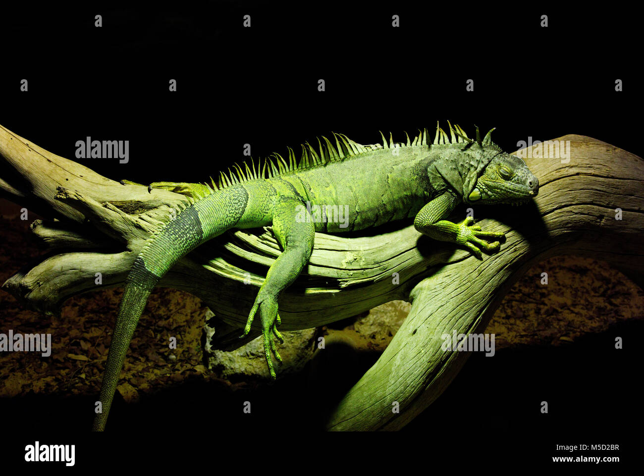 Australia lizard art hi-res stock photography and images - Alamy