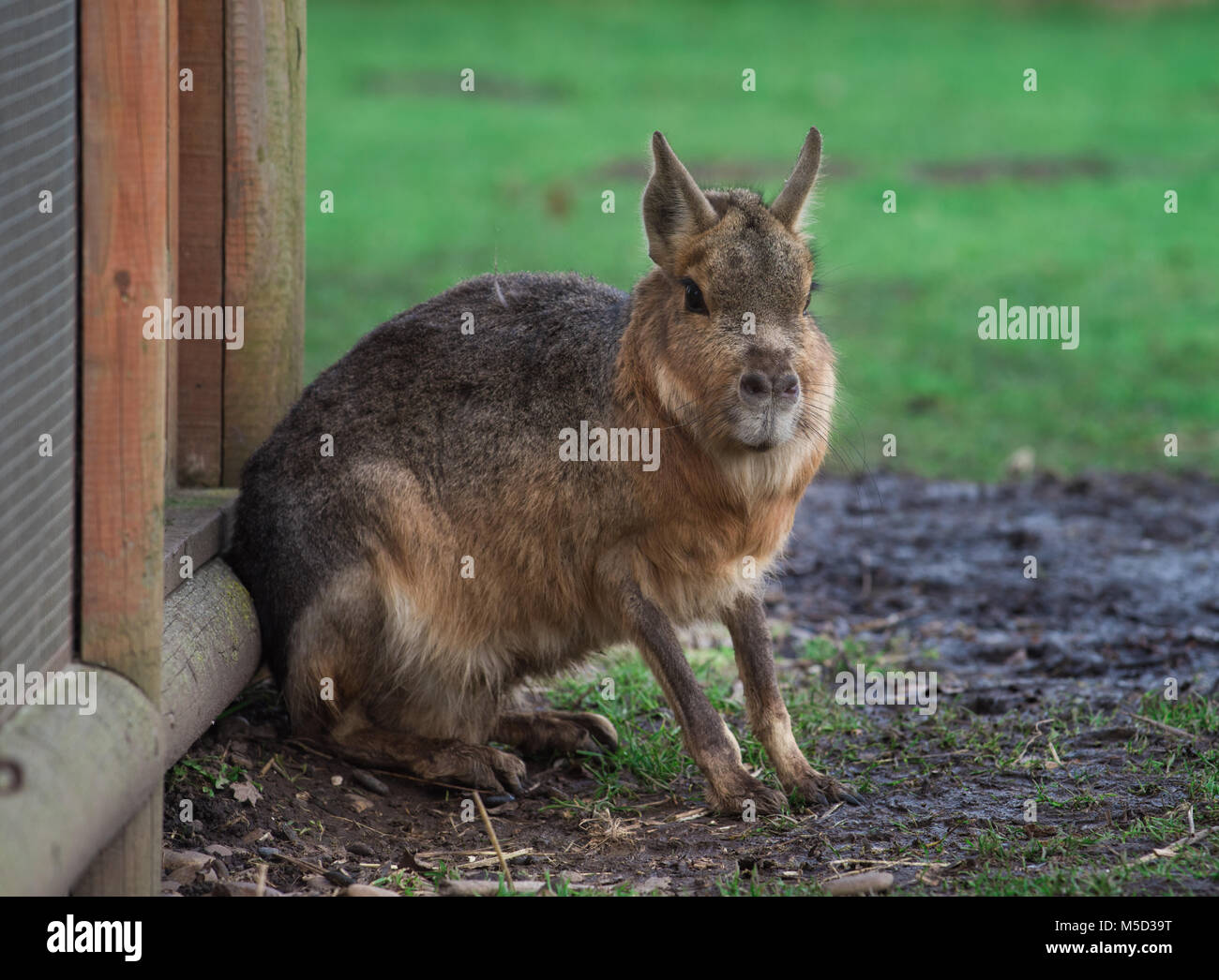 Patagonian mara predator hi-res stock photography and images - Alamy