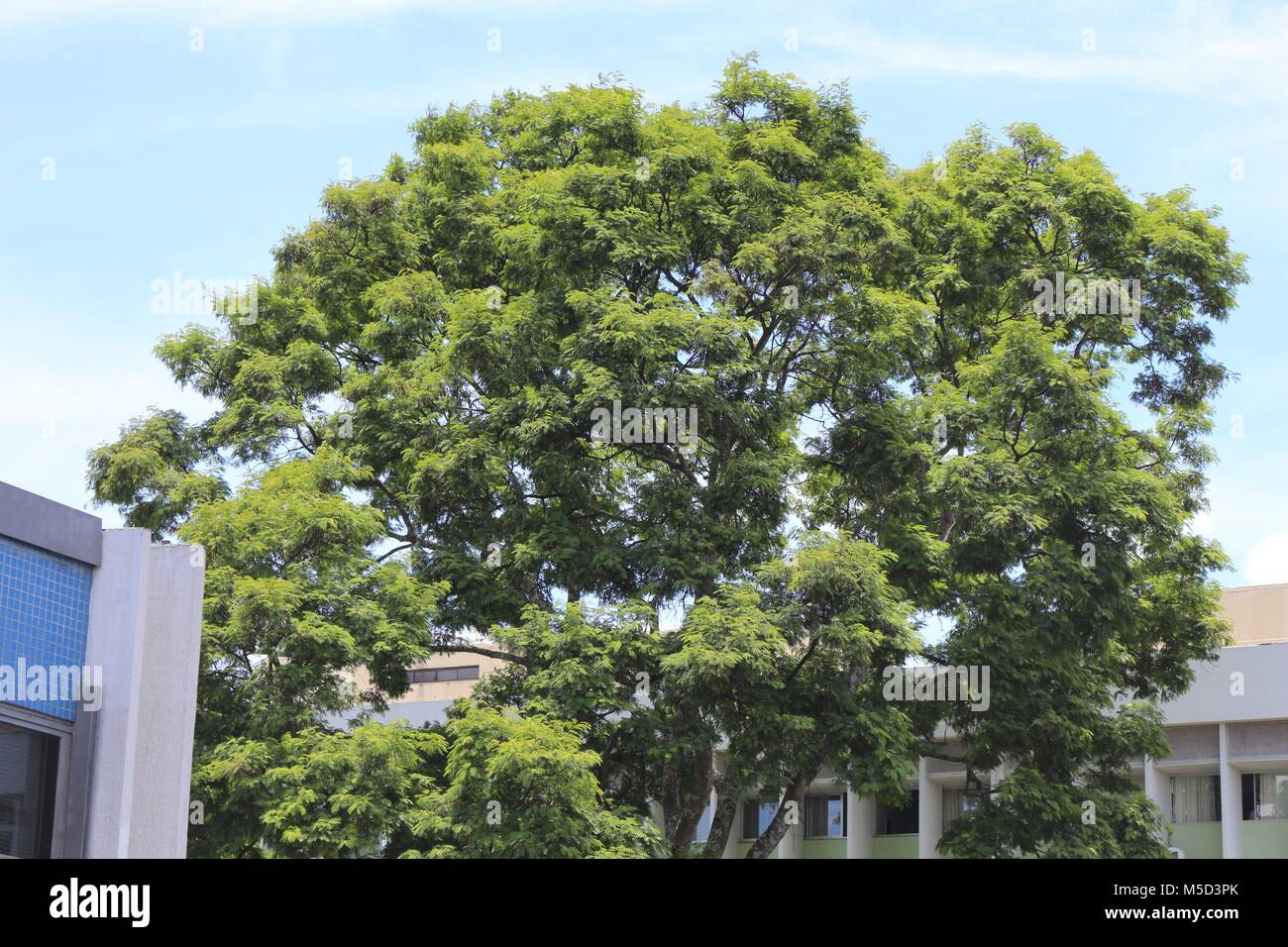 Big green tree hi-res stock photography and images - Alamy
