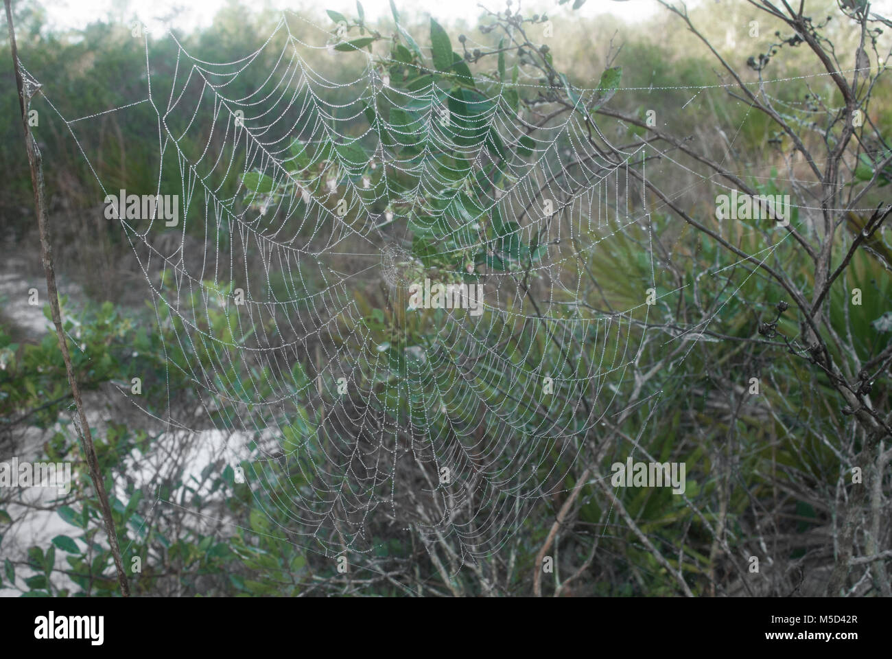 Spider net. Wild forest in an early morning. Palms and trees, bushes ...