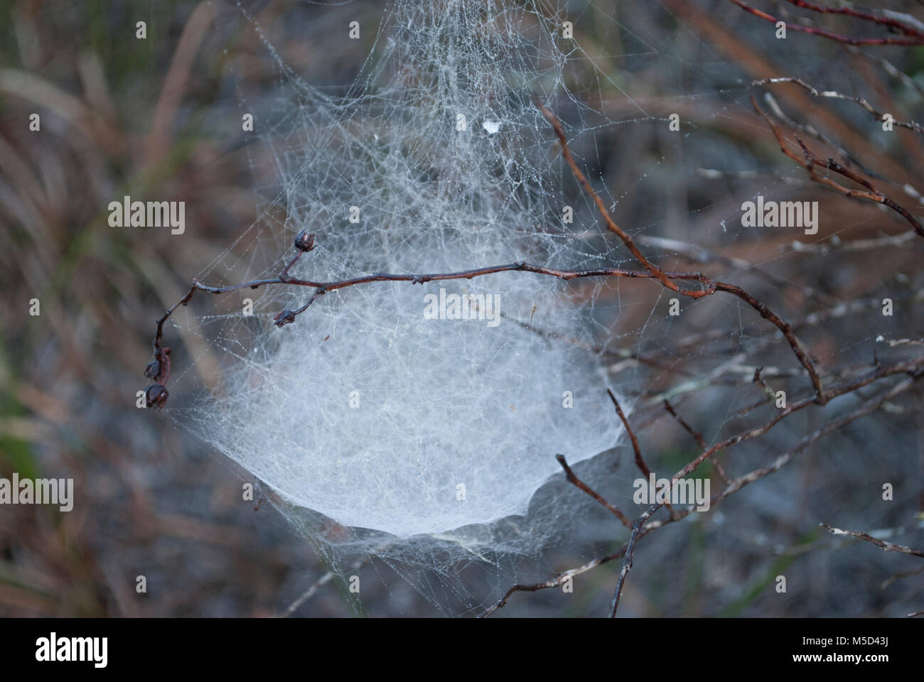 Spider net. Wild forest in an early morning. Palms and trees, bushes ...