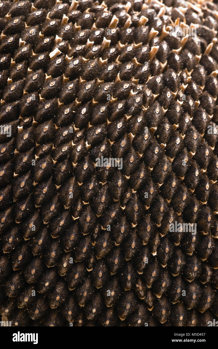 sunflower seeds attached to the plant before being collected Stock ...