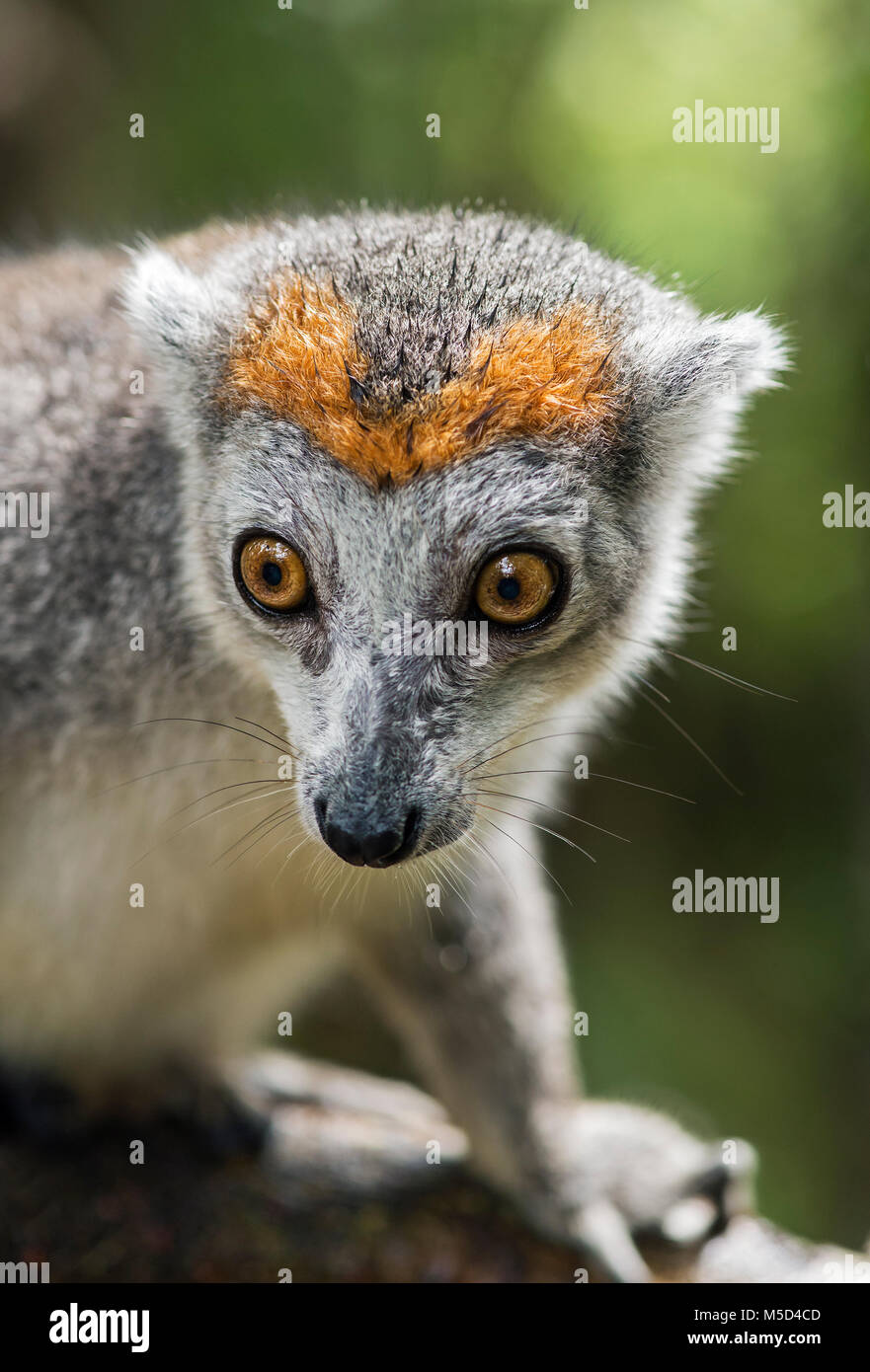 Crowned lemur (Eulemur coronatus), animal portrait, Akanin Ny Nofy ...