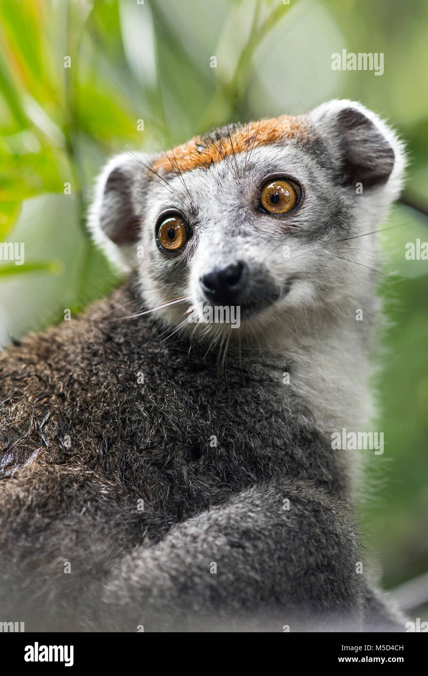 Crowned lemur (Eulemur coronatus), animal portrait, Akanin Ny Nofy ...