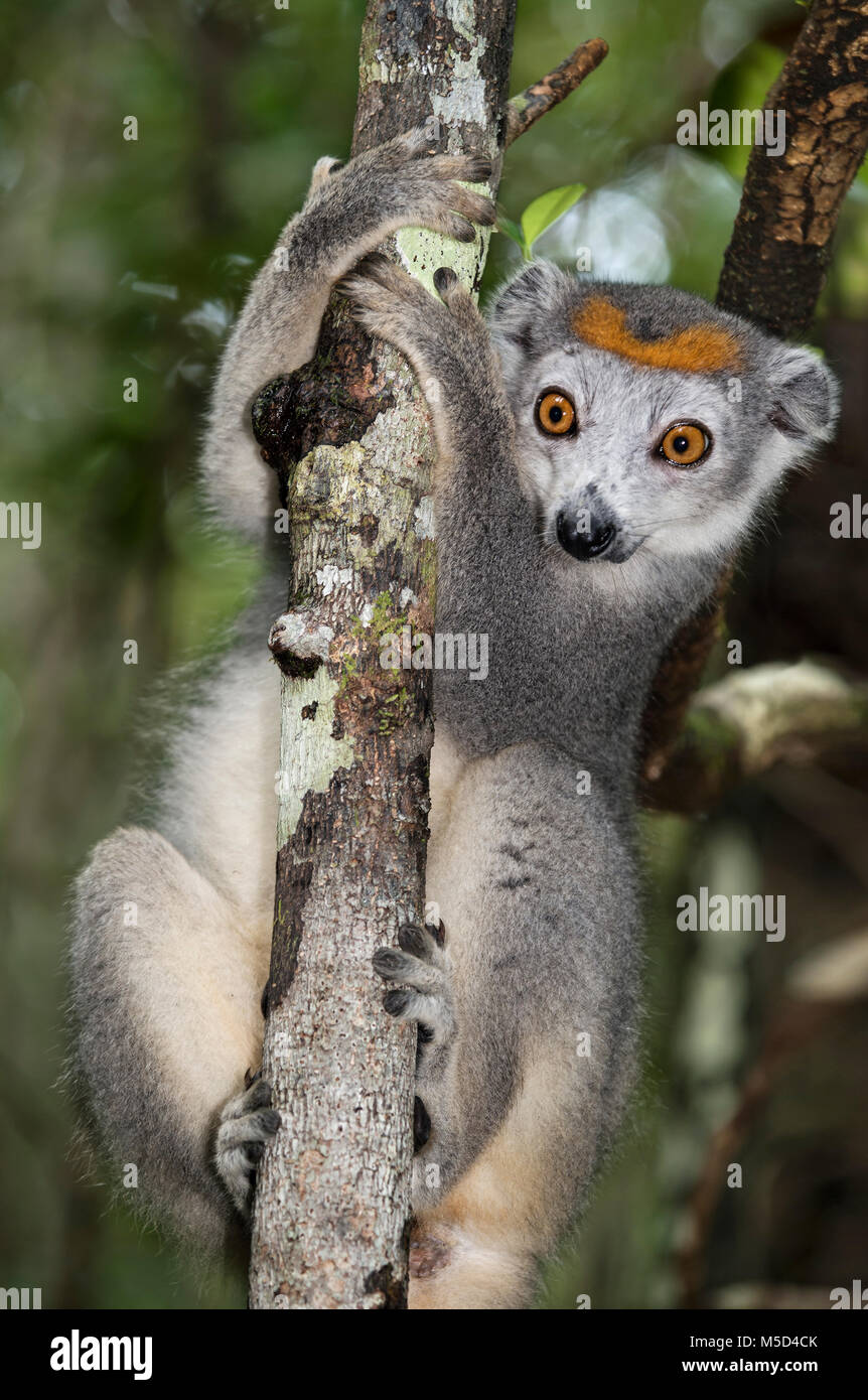 Crowned lemur (Eulemur coronatus) climbs on tree, Akanin Ny Nofy ...