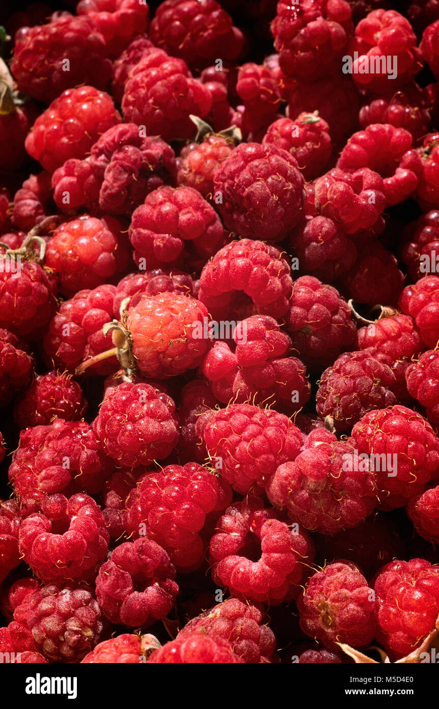 basket of wild raspberries (Rubus idaeus), background Stock Photo - Alamy