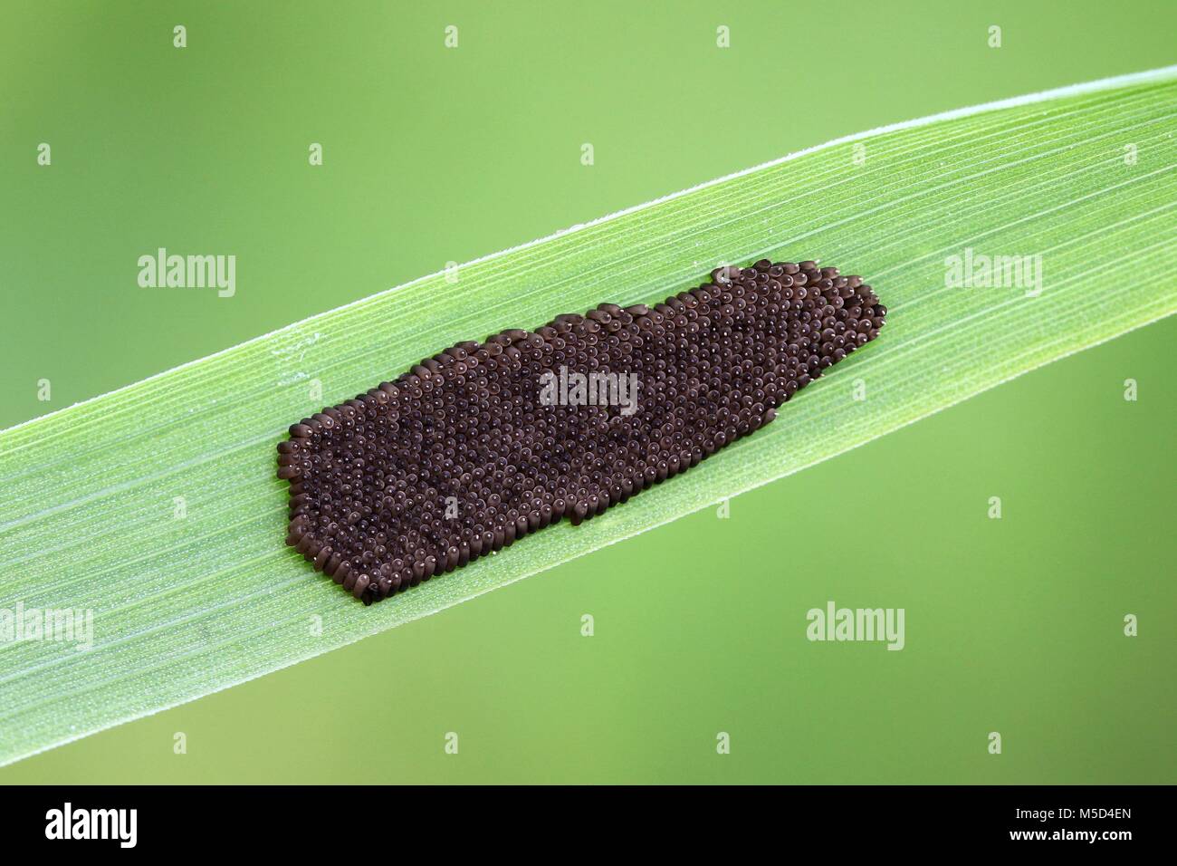 Cluster of insects hi-res stock photography and images - Alamy