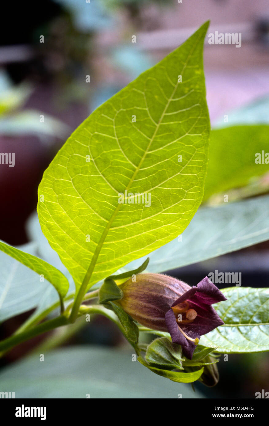 Deadly Nightshade (Atropa belladonna). toxic plant used in medicine, in ...