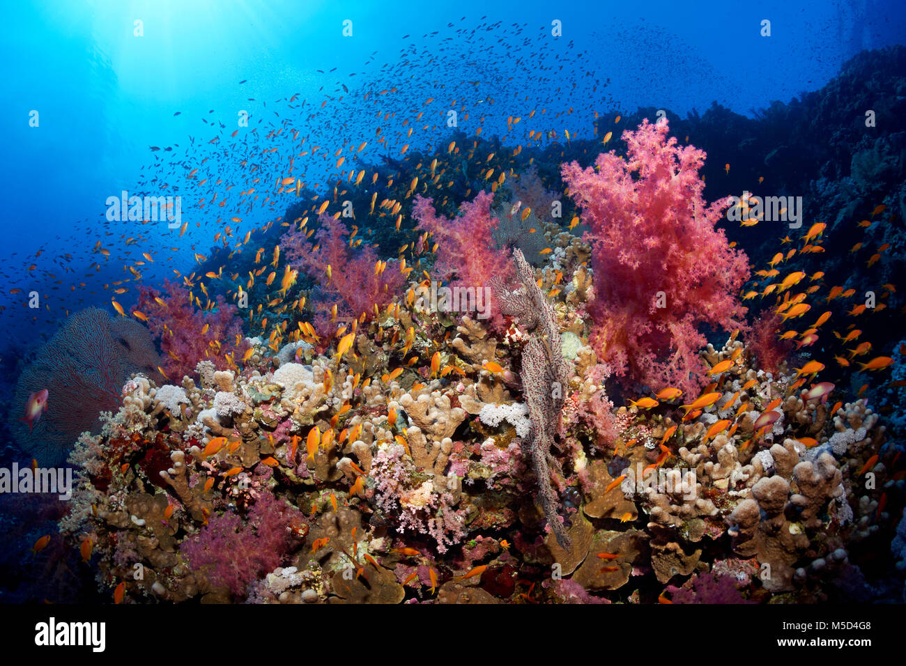 Coral reef, densely overgrown with stony corals (Scleractinia), Soft corals (Alcyonacea), flock ...