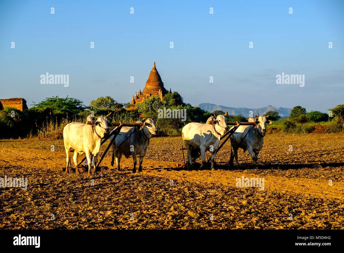 Farmers ploughing a field with cattle hi-res stock photography and ...