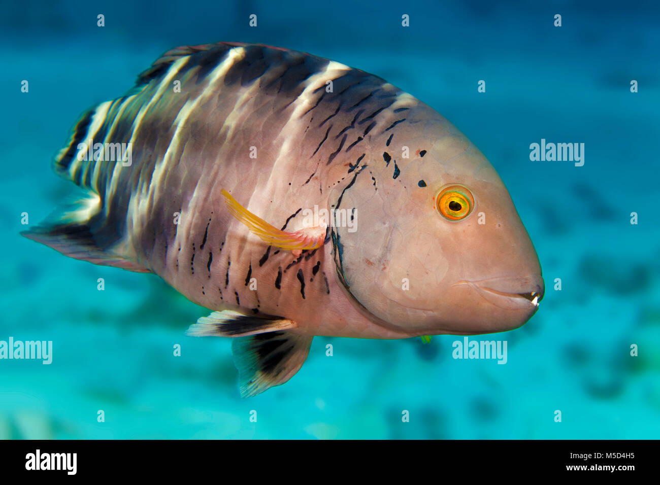 Redbreasted wrasse (Cheilinus fasciatus), Red Sea, Egypt Stock Photo ...