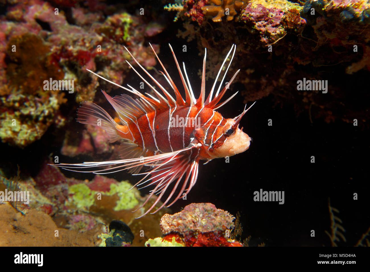 Radial firefish (Pterois radiata) at the coral reef, nocturnal, Red Sea ...