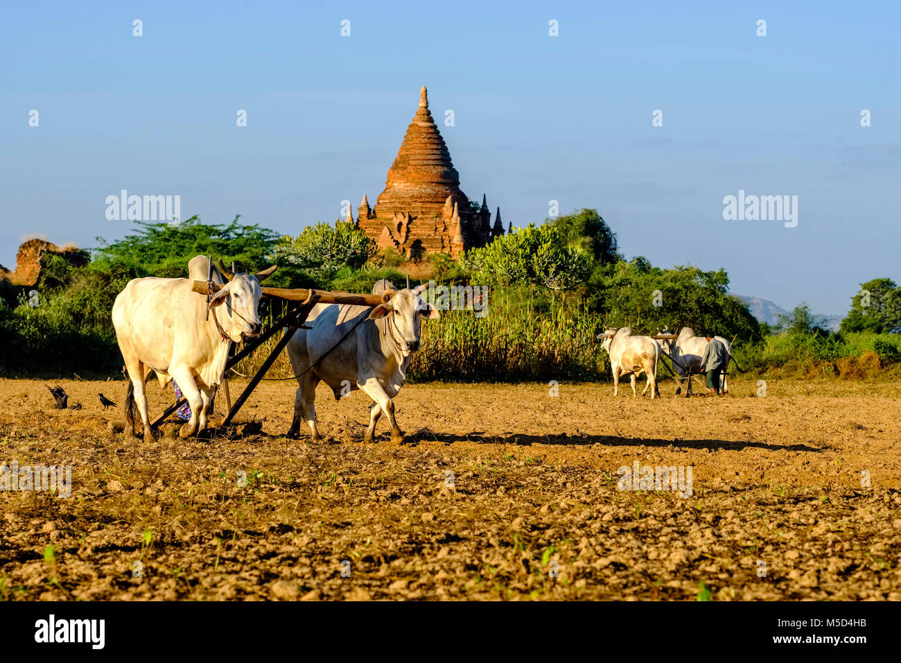 Farmers ploughing a field with cattle hi-res stock photography and ...