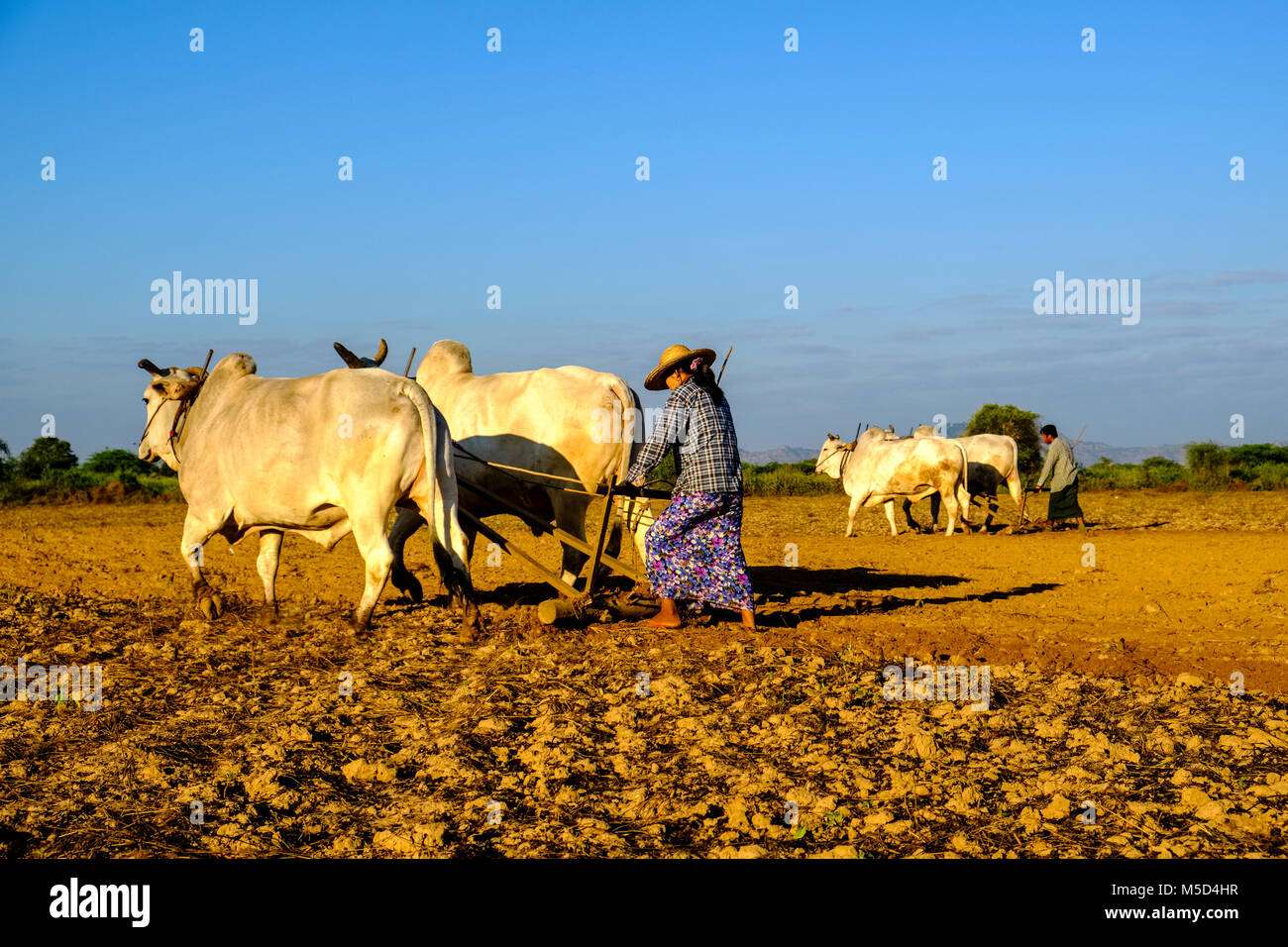 Ploughing with cows hi-res stock photography and images - Alamy