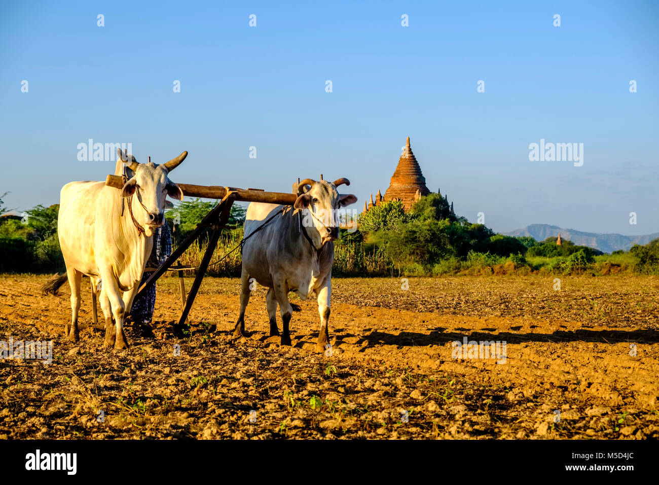 Ox plough hi-res stock photography and images - Alamy