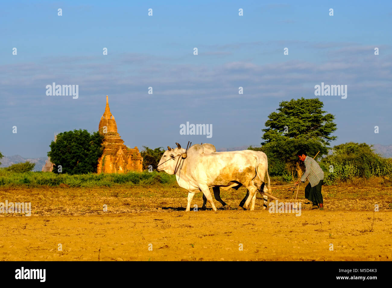 A farmer is ploughing a field with two cattle, a pagoda of Bagan in the ...