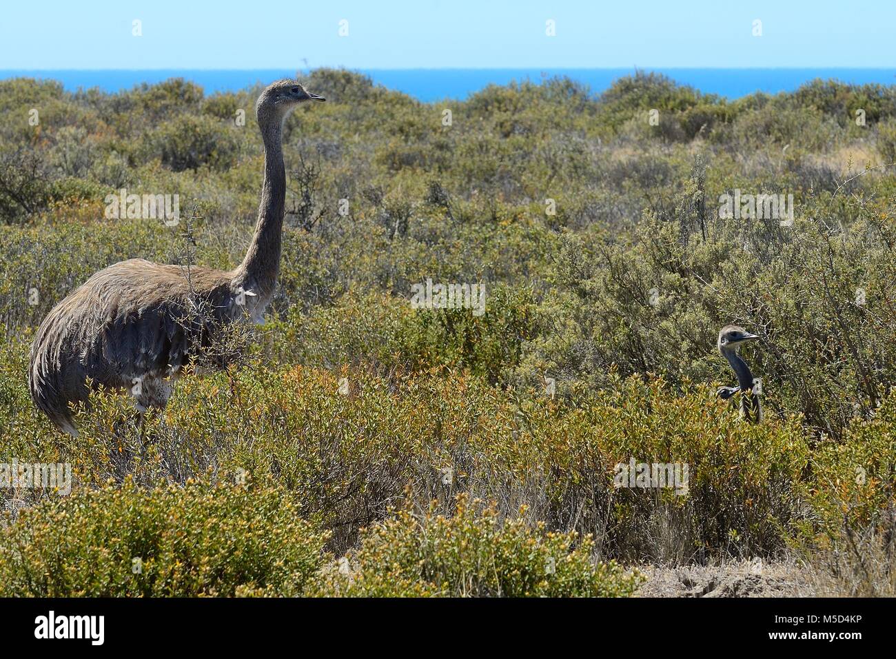 Greater rhea (Rhea americana), old animal with chick walks through ...