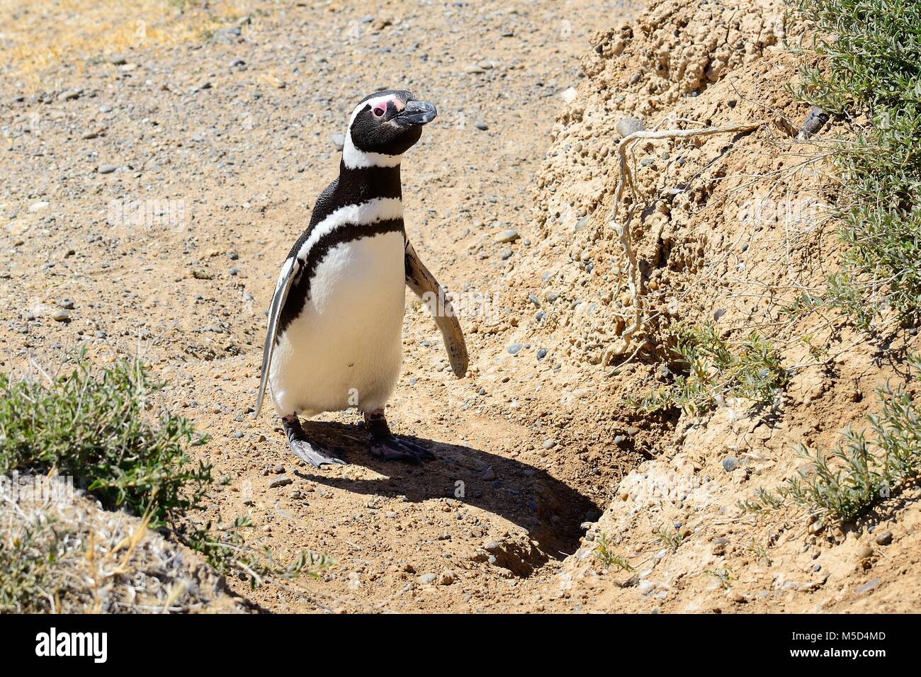 Magellanic penguin (Spheniscus magellanicus) in front of breeding ...