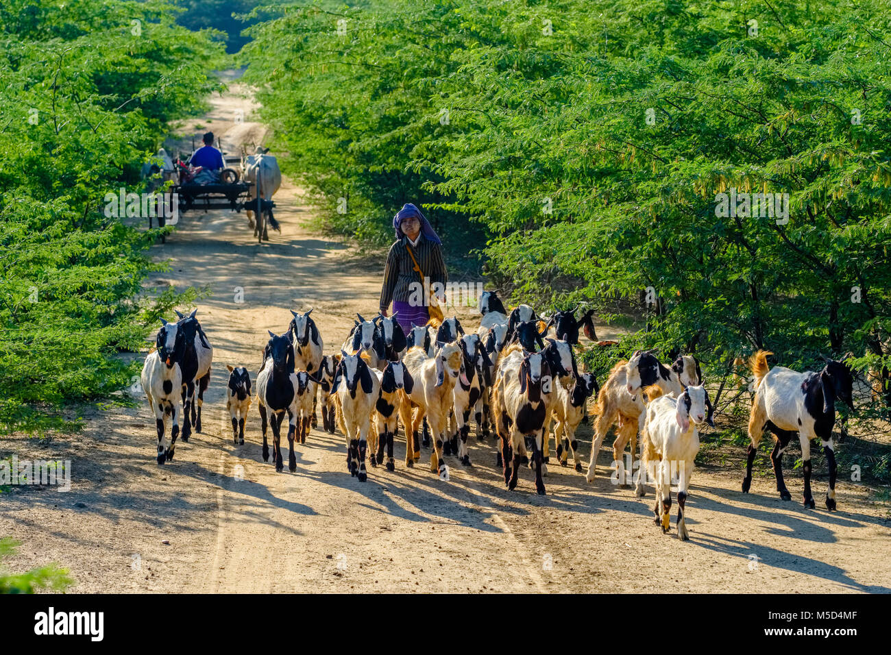 A herd of gats is walking on a track through the archaeological site ...