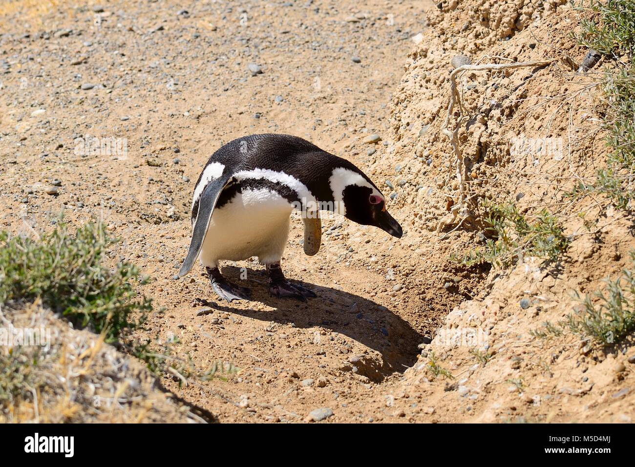 Magellanic penguin (Spheniscus magellanicus) in front of breeding ...