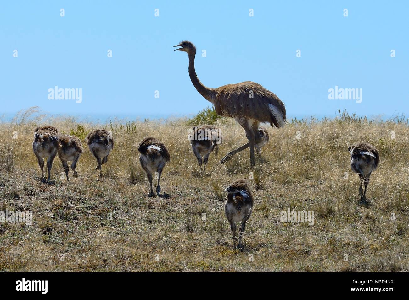 Greater rhea (Rhea americana), old animal with chick walks through ...