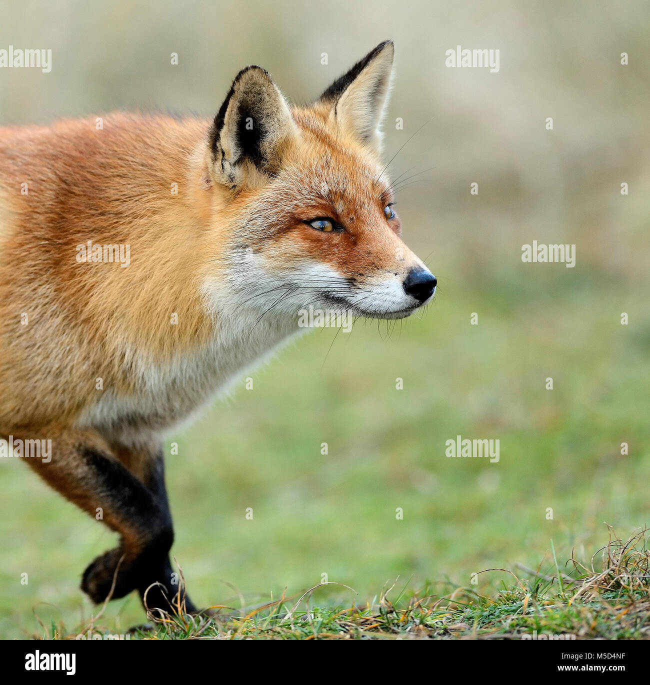 Red fox (Vulpes vulpes), attentive, Waterleidingduinen, North Holland ...