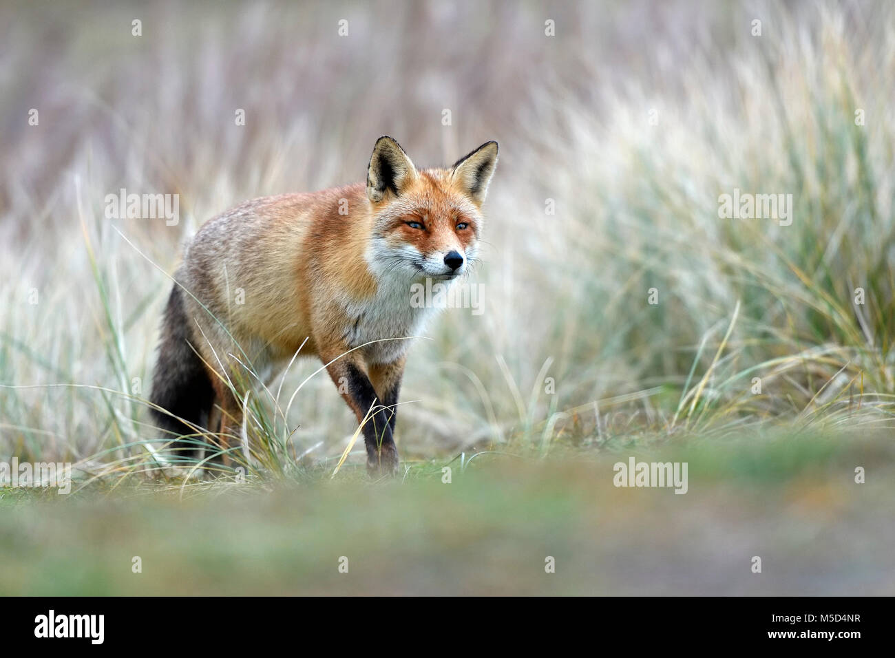 Red fox (Vulpes vulpes), Waterleidingduinen, North Holland, Netherlands ...