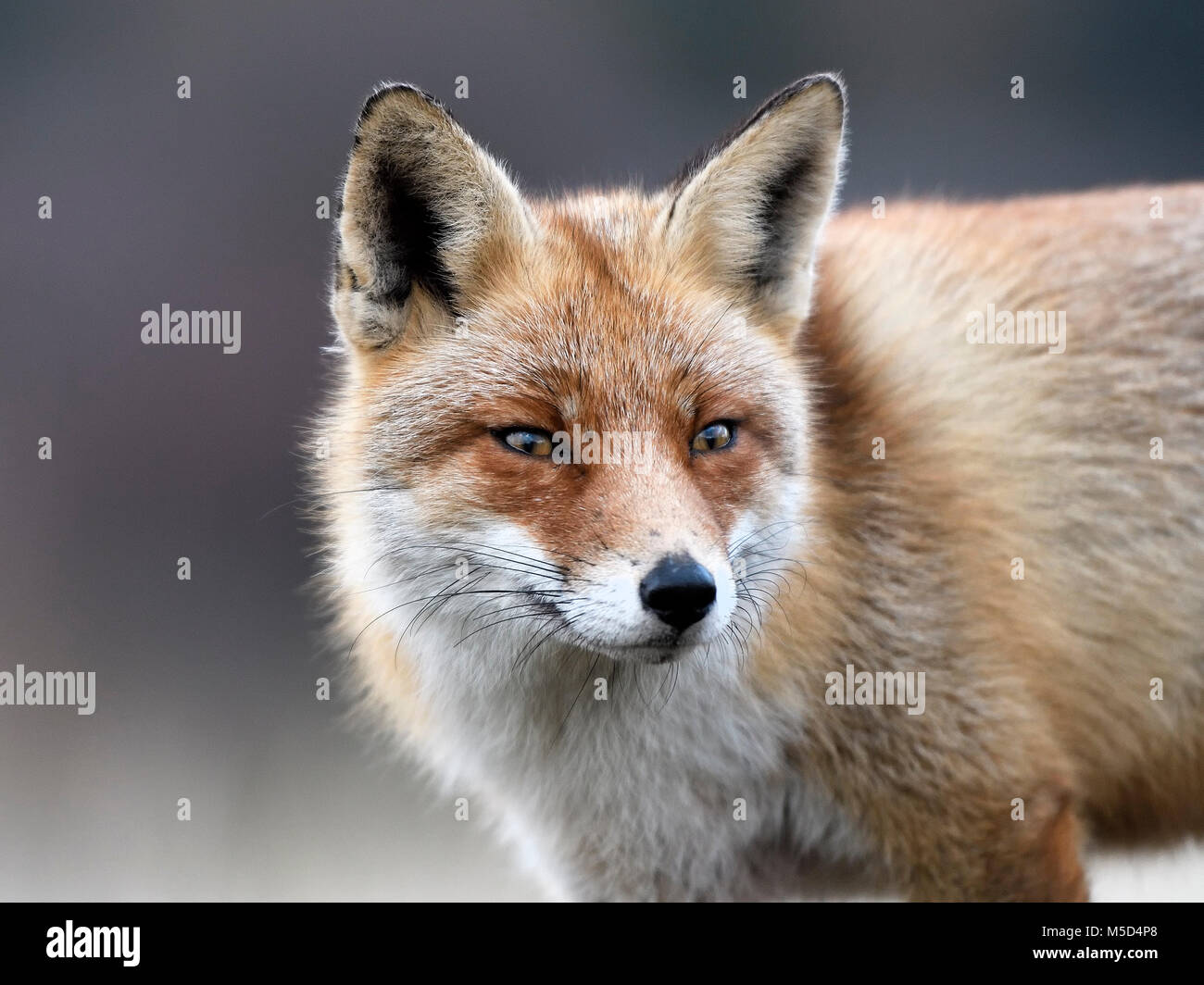 Red fox (Vulpes vulpes), animal portrait, Waterleidingduinen, North ...