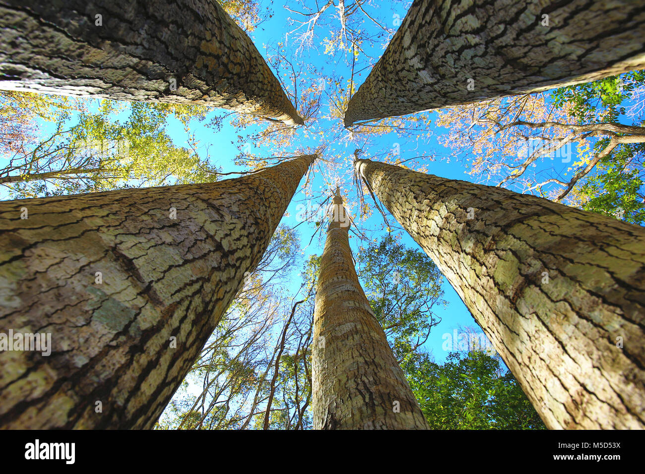 Beautiful tall maple trees hi-res stock photography and images - Alamy
