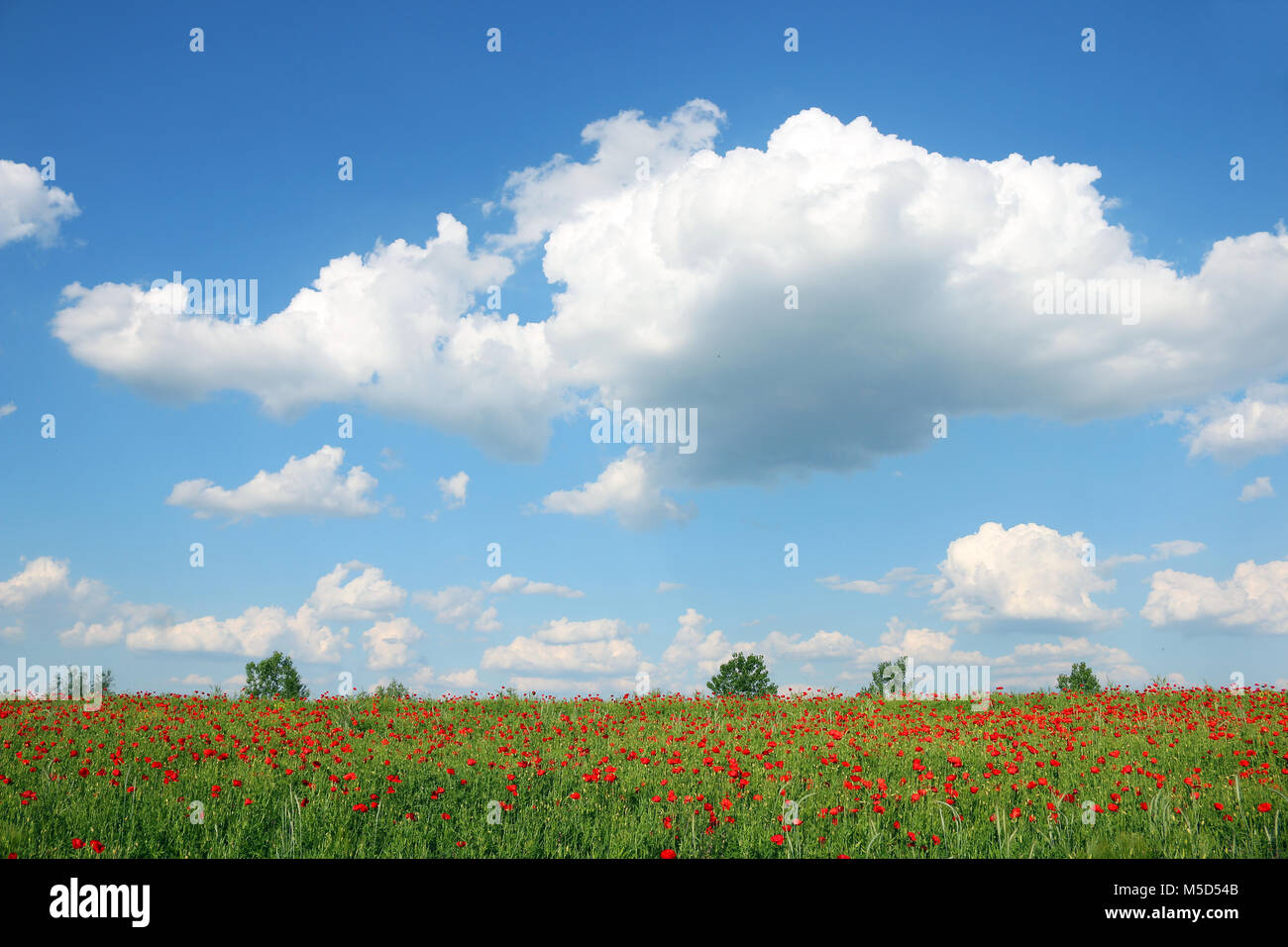 spring meadow and blue sky with clouds landscape Stock Photo - Alamy