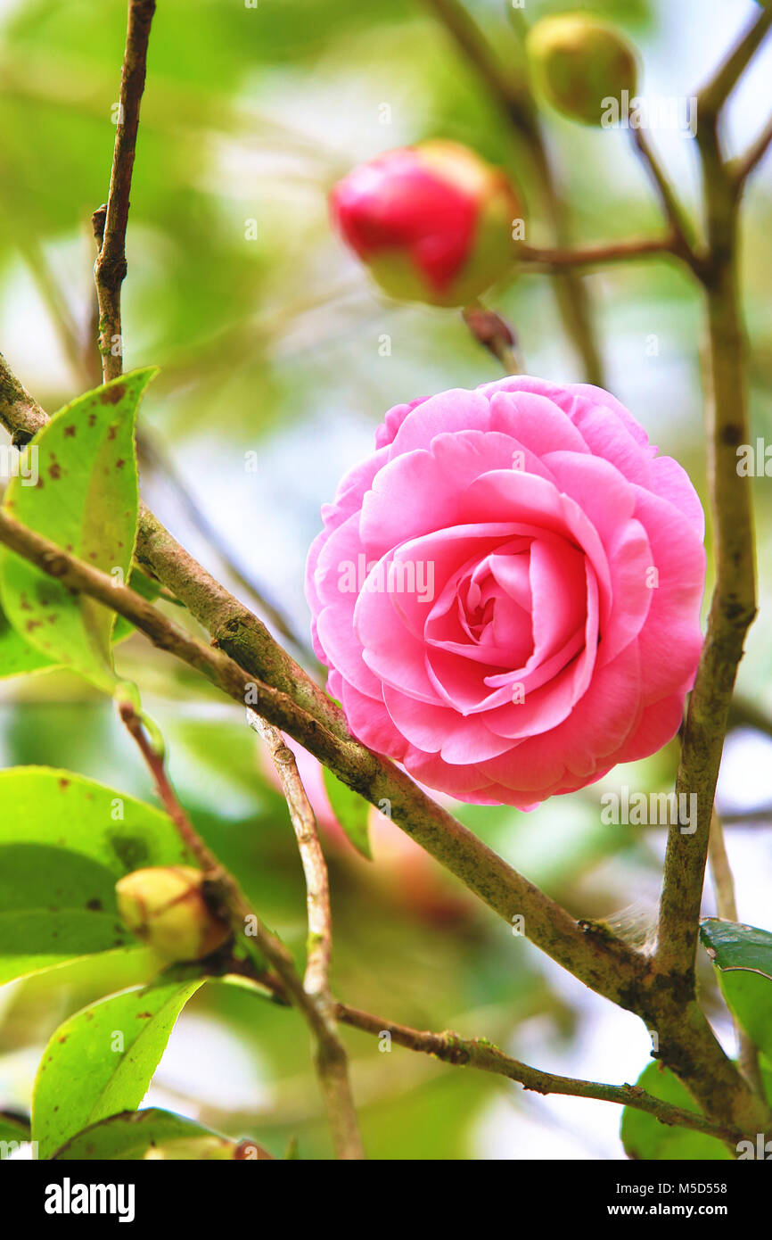 Pink Camellia flower,beautiful pink flower and buds blooming in the ...