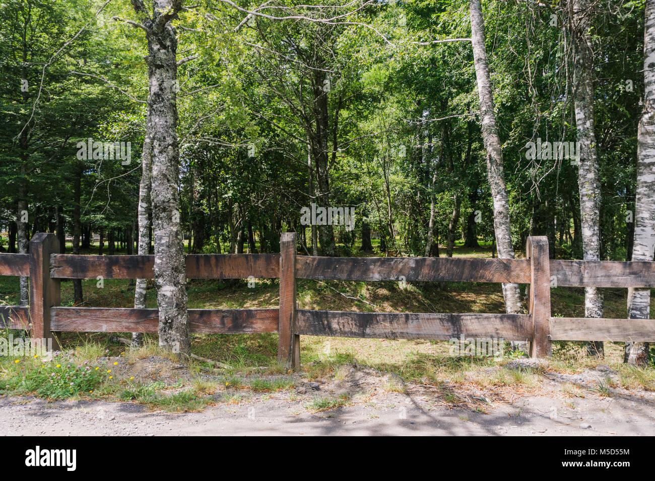 the wooden fence protecting the forest Stock Photo - Alamy