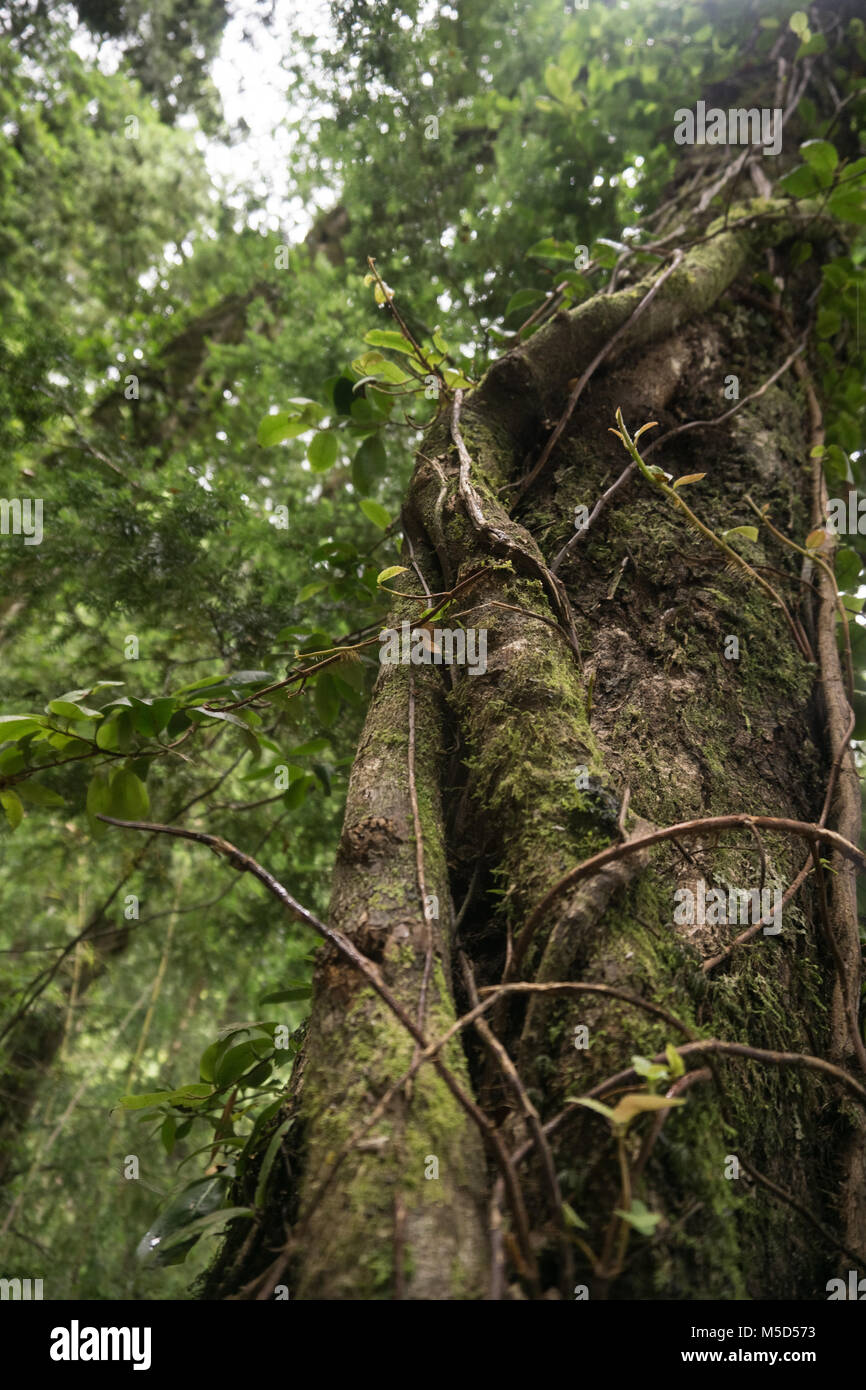 Wrapping the tree hi-res stock photography and images - Alamy