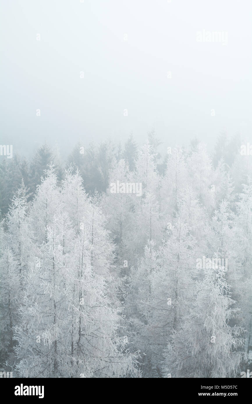 Frozen forest hi-res stock photography and images - Alamy