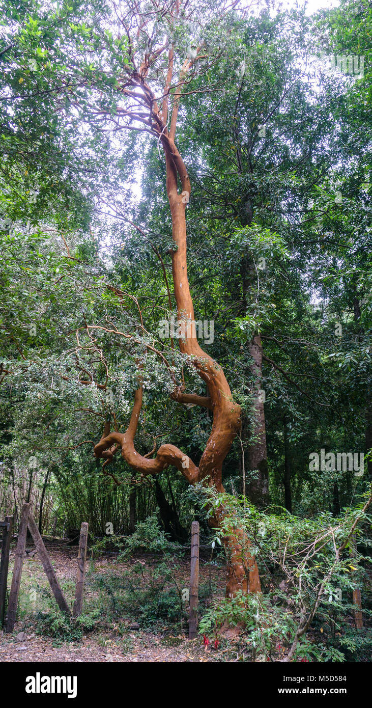 Orange tree trunk in the middle of the forest Stock Photo - Alamy