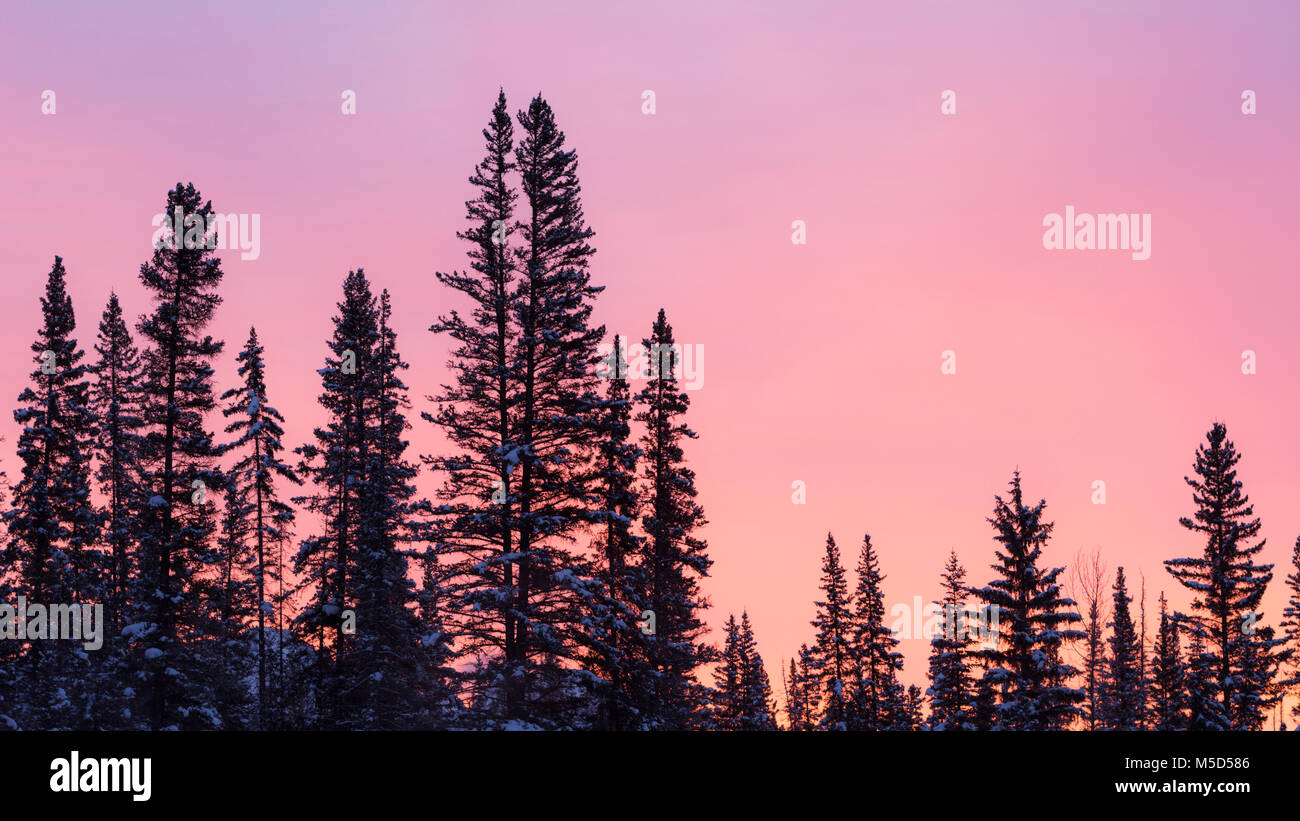 Bright pink sunrise over evergreen trees, Banff National Park, Alberta ...