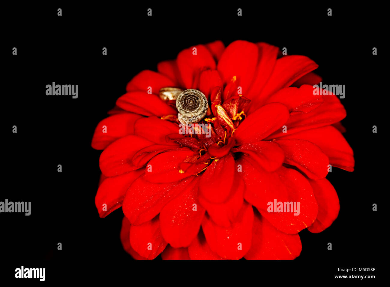 Red Queen Flower with Snail Stock Photo - Alamy