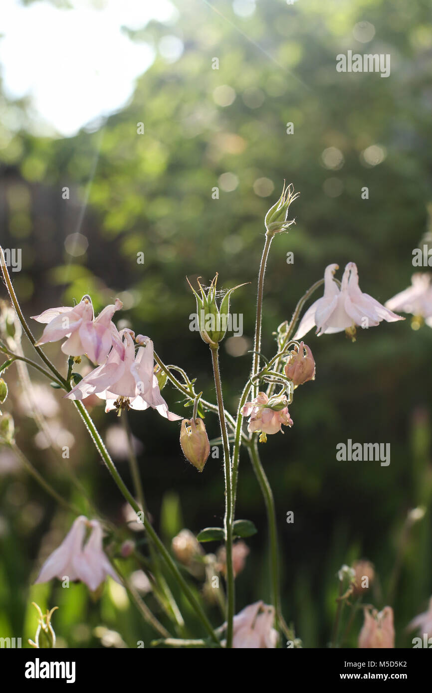 Green bell flowers hi-res stock photography and images - Alamy