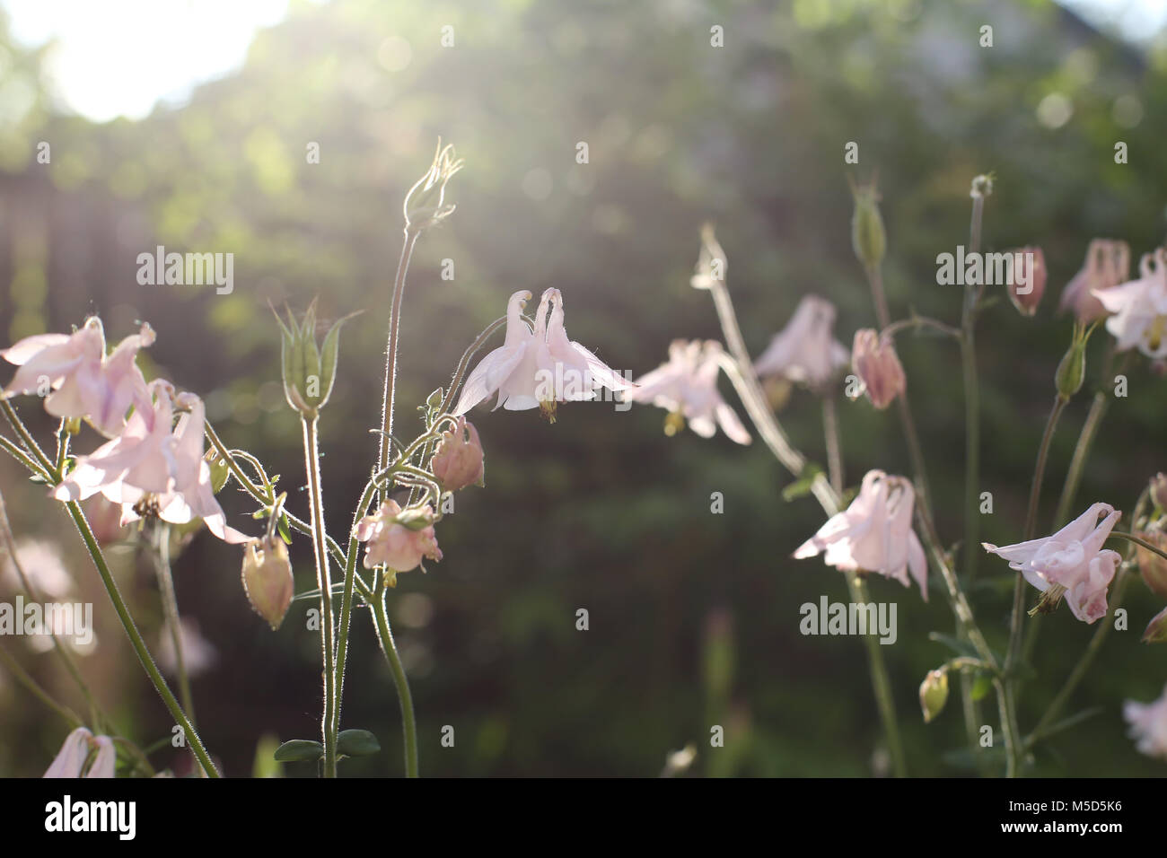 bell, bright, day, flower, green, shadow, solar, sun, vegetation Stock ...