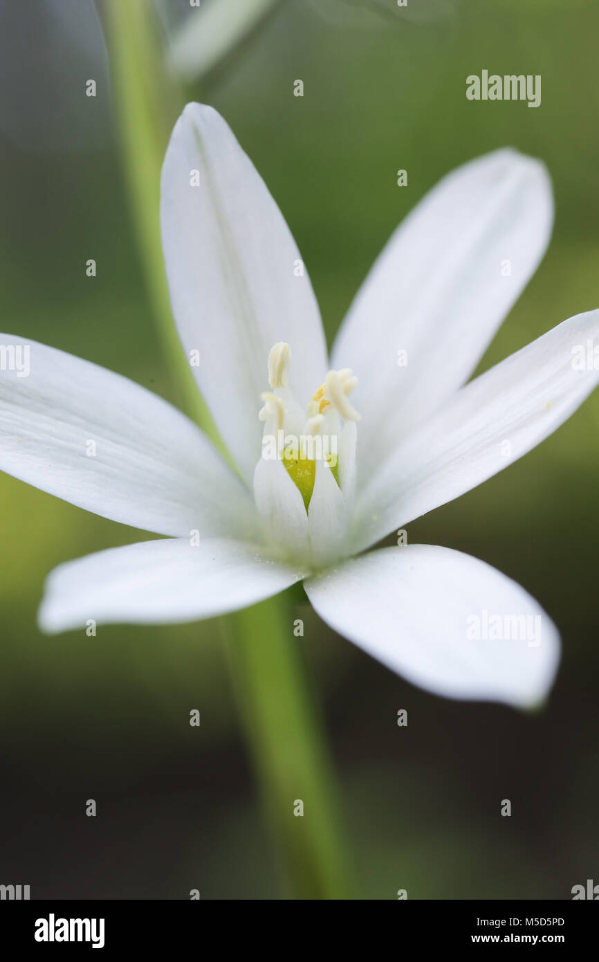 flora, blossom, garden, bright, light, season, bloom, natural, floral ...